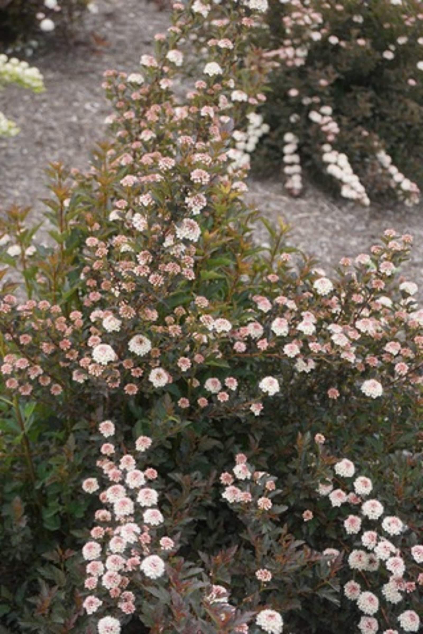 Physocarpus "alouette" - Starter Plant - Approx 5-7 Inch - Etsy