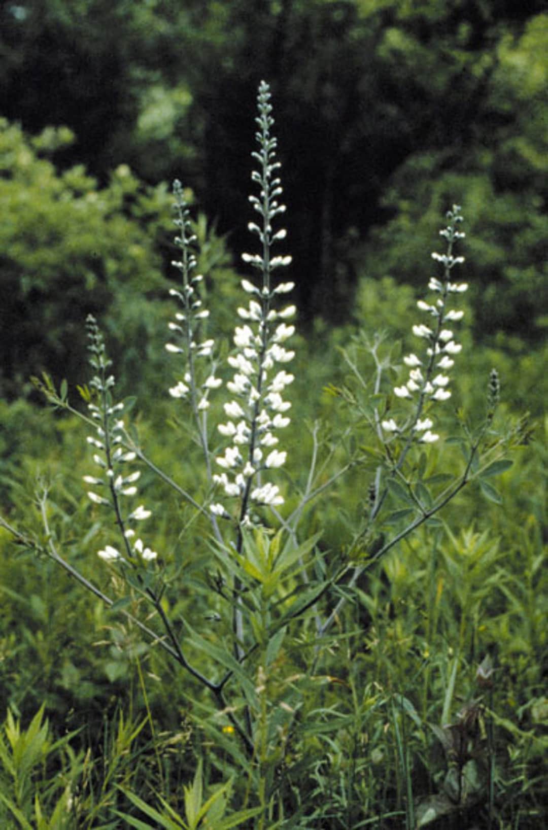 Baptisia Lactea - WHITE FALSE INDIGO - Starter Plant - Etsy