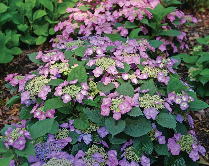 HYDRANGEA SERRATA 'tuff Stuff Top Fun' - Starter Plant - Cutback - Etsy