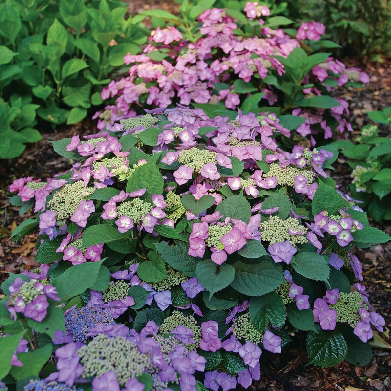 HYDRANGEA SERRATA 'tuff Stuff Top Fun' - Starter Plant - Approx 6-8 ...