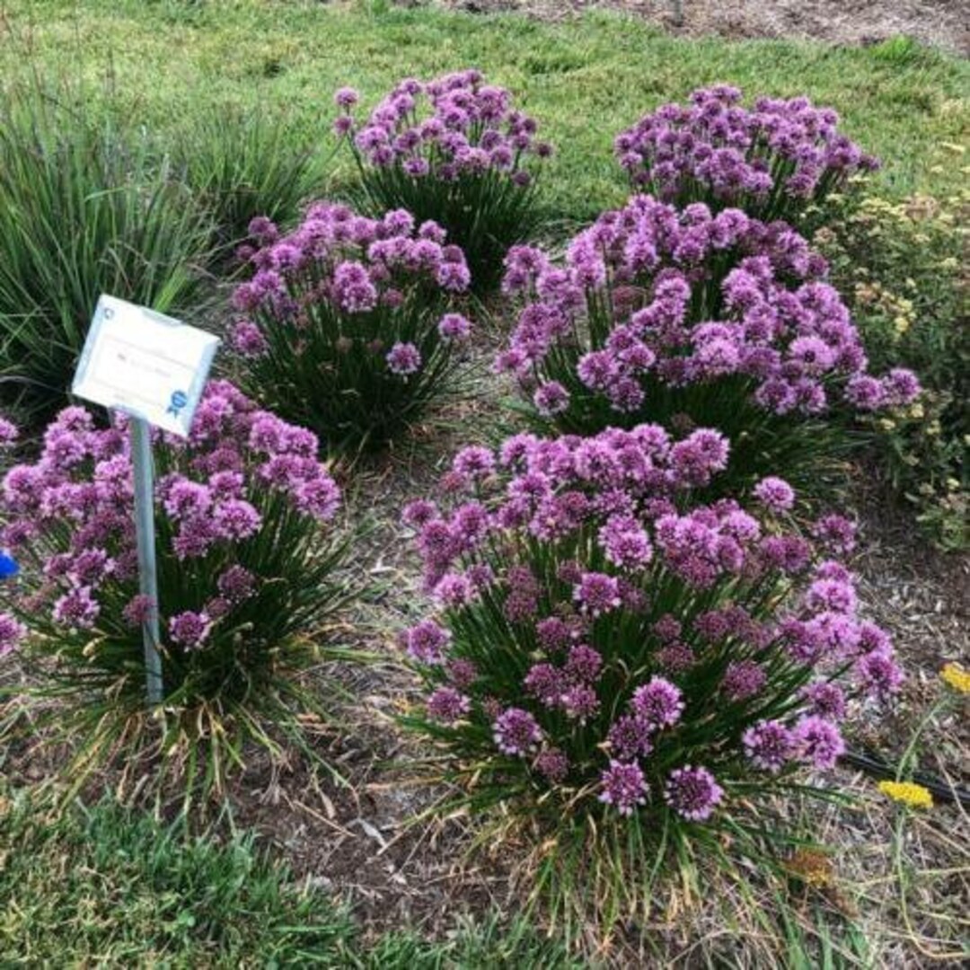 ALLIUM 'WINDY CITY' Starter Plant Dormant - Etsy