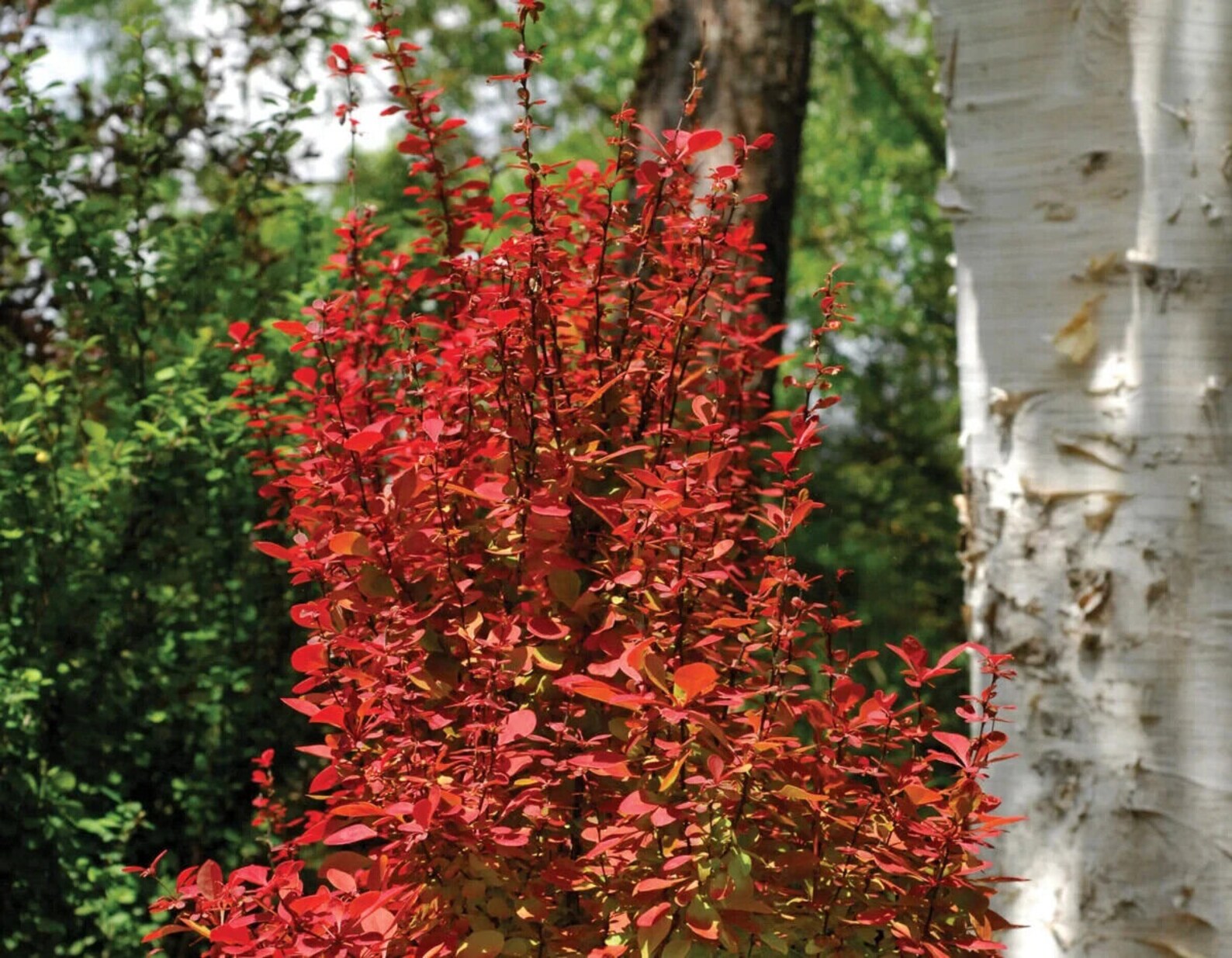 BERBERIS 'ORANGE TORCH' Starter Plant Approx 7 Inch - Etsy