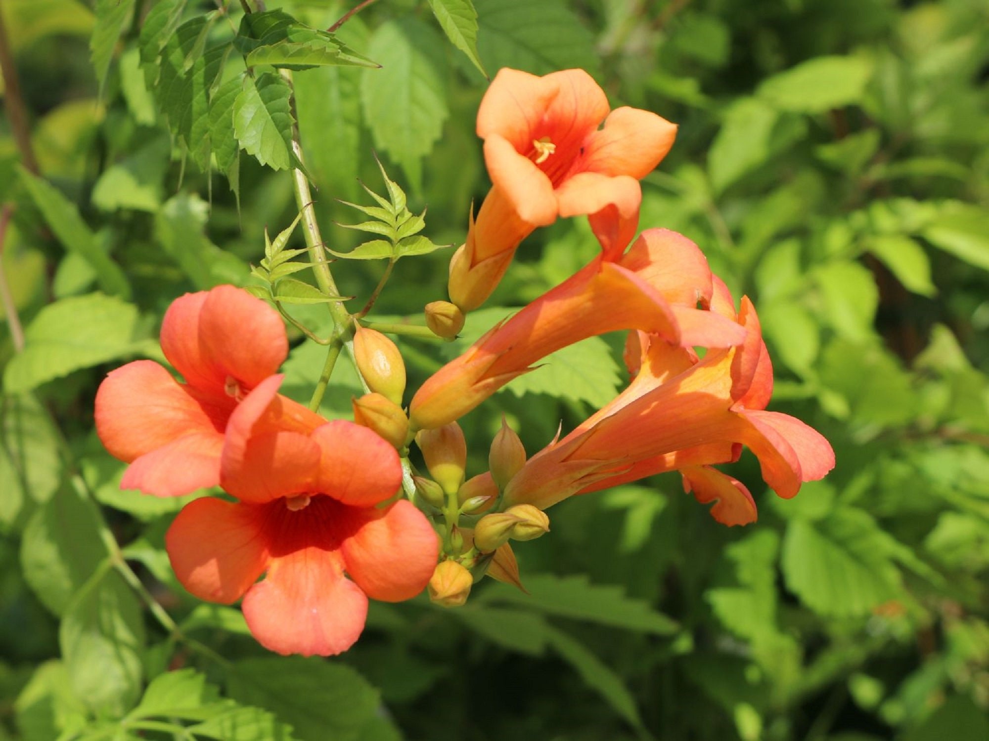 CAMPSIS 'INDIAN SUMMER' - Trumpet Creeper - Starter Plant - Cutback ...
