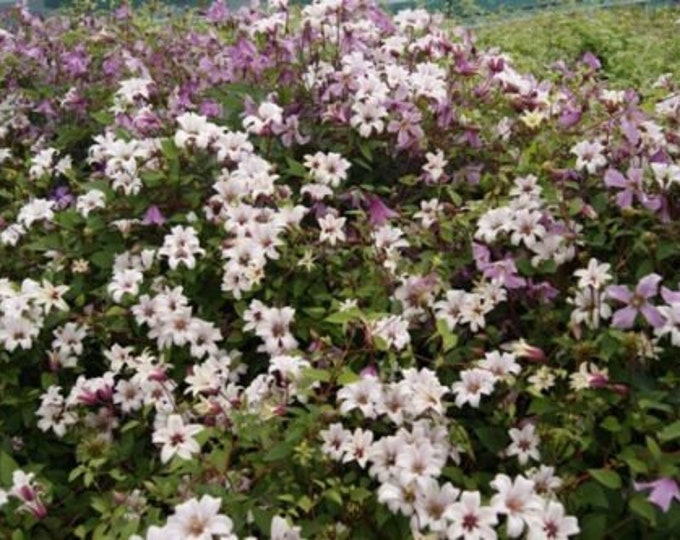Clematis Texensis "princess Kate' - Starter Plant - Cutback ...