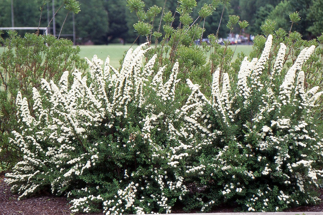 SPIRAEA 'JUNE BRIDE' Starter Plant Approx 8-12 Inch Cutback/dormant - Etsy