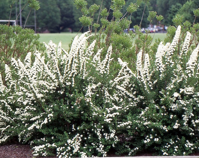 SPIRAEA 'JUNE BRIDE' - Starter Plant - Approx 12 Inch - Soon Dormant ...
