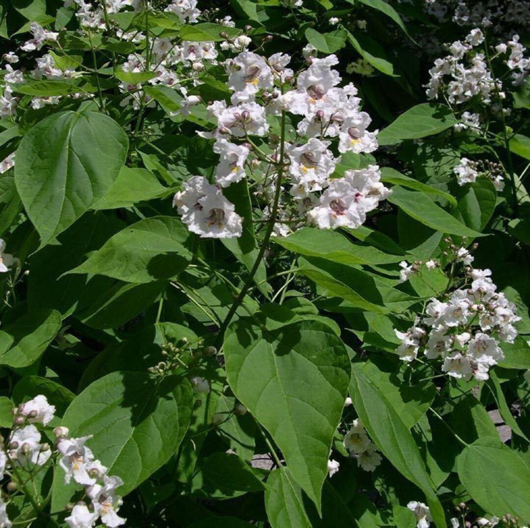 CATALPA BIGNONIOIDES - Southern Catalpa - Approx 3-4 Inch - Etsy