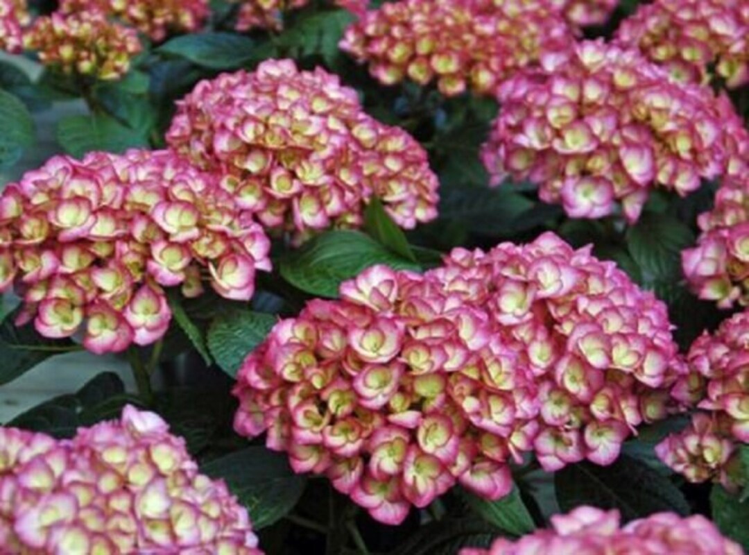 HYDRANGEA MACROPHYLLA 'FIREFLY' - Starter Plant -- Cutback/dormant ...