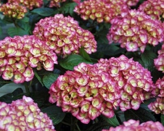 Hydrangea Paniculata 'pink Diamond' Starter Plant Approx 4-5 Inch - Etsy