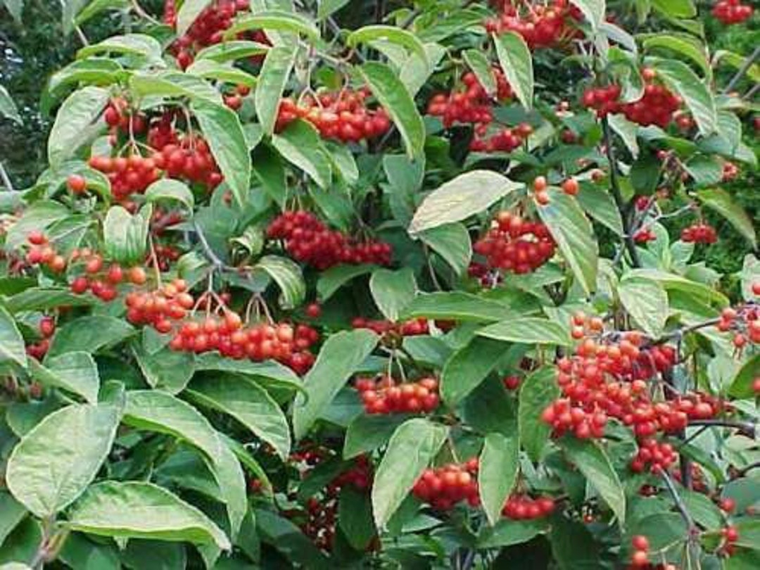 VIBURNUM SETIGERUM Tea Viburnum Starter Plant Approx 10 Inch Dormant - Etsy