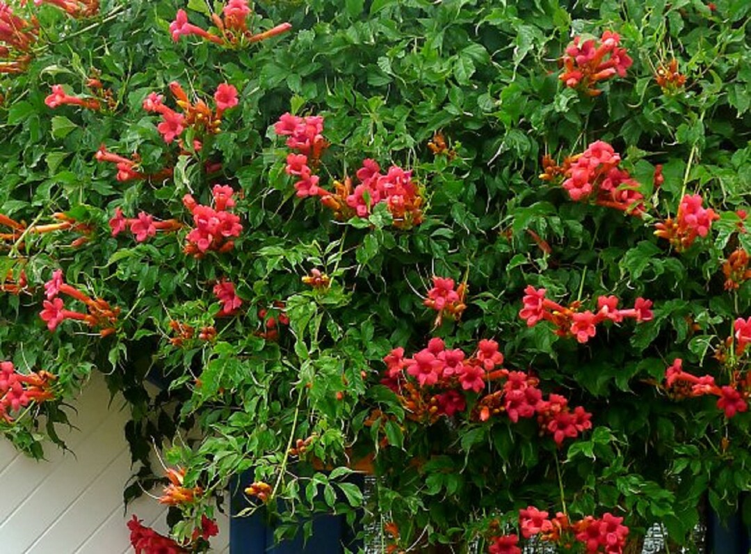 CAMPSIS RADICANS 'FLAMENCO' - Trumpet Creeper - Starter Plant - Approx ...