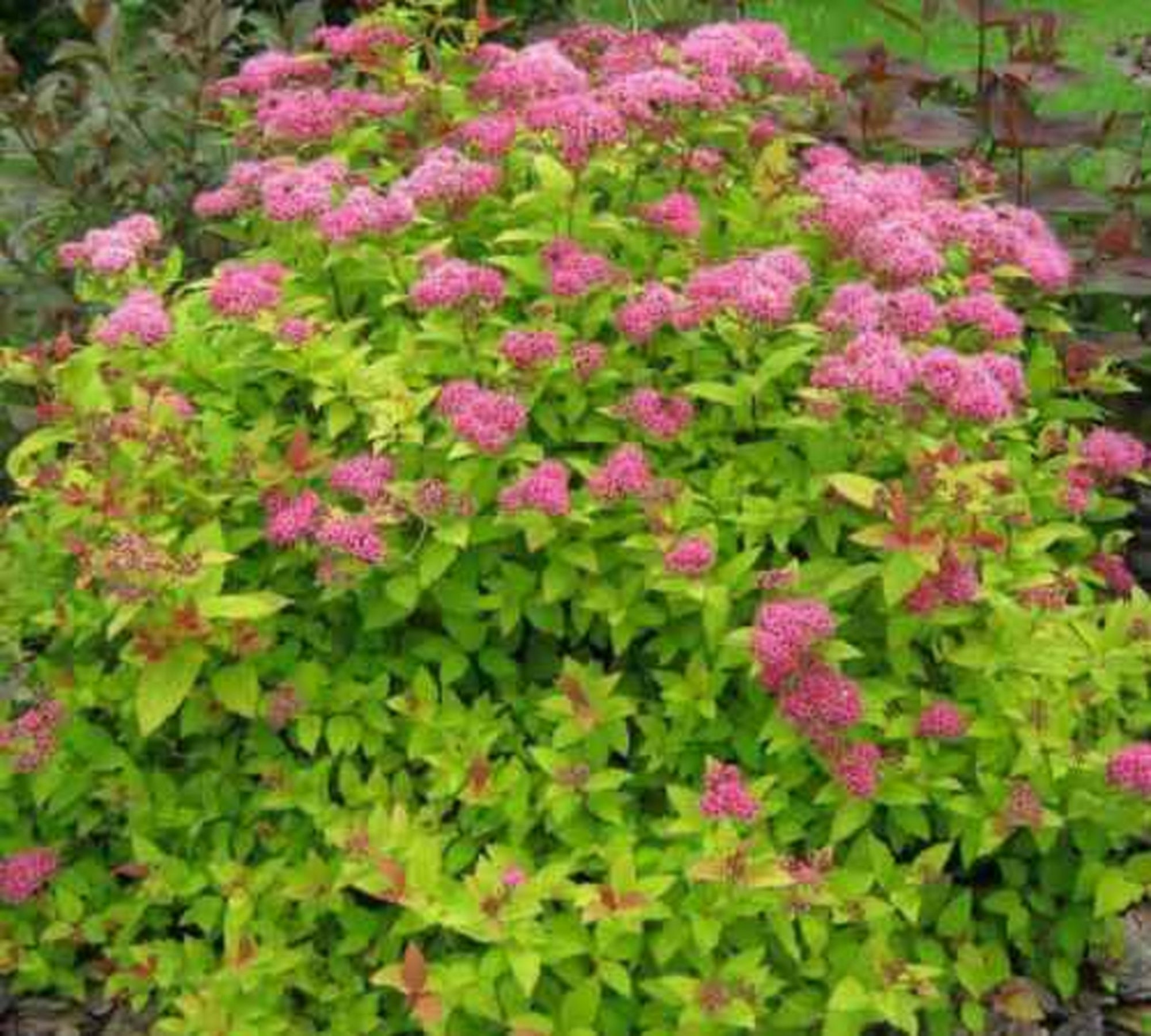 SPIRAEA JAPONICA 'CANDLELIGHT' Starter Plant Approx 5-7 Inch Dormant - Etsy