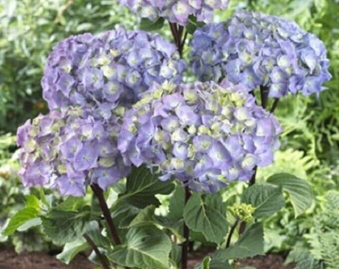 HYDRANGEA 'ONYX PEACOCK' - Starter Plant - Approx 3-5 Inch - Etsy