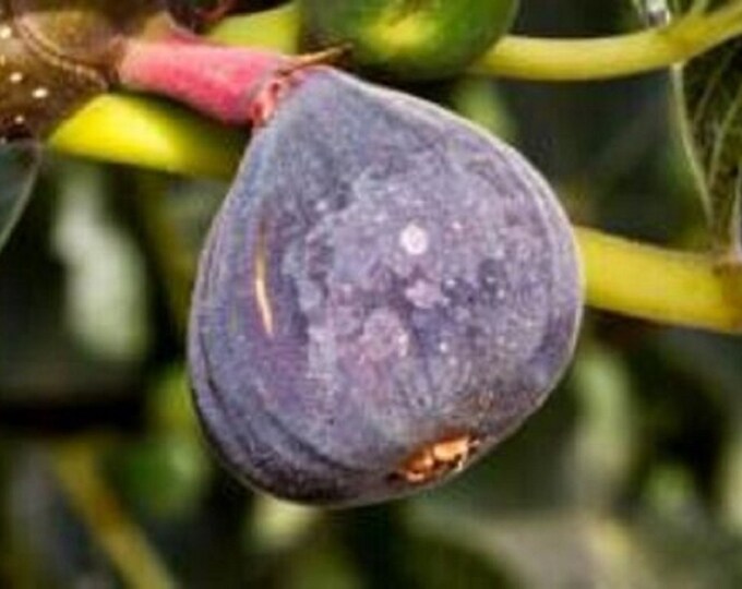 Ficus Carica 'LSU PURPLE'- FIG - Approx 7-10 Inch - Dormant - Etsy