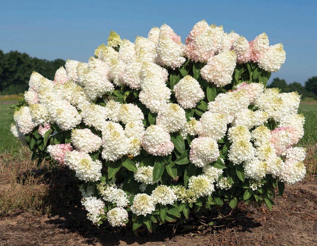 Hydrangea Paniculata 'SWEET STARLIGHT' - Starter Plant - Approx 4-6 ...