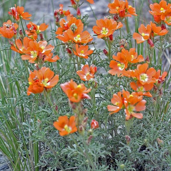 Desert Mallow Plant - Etsy