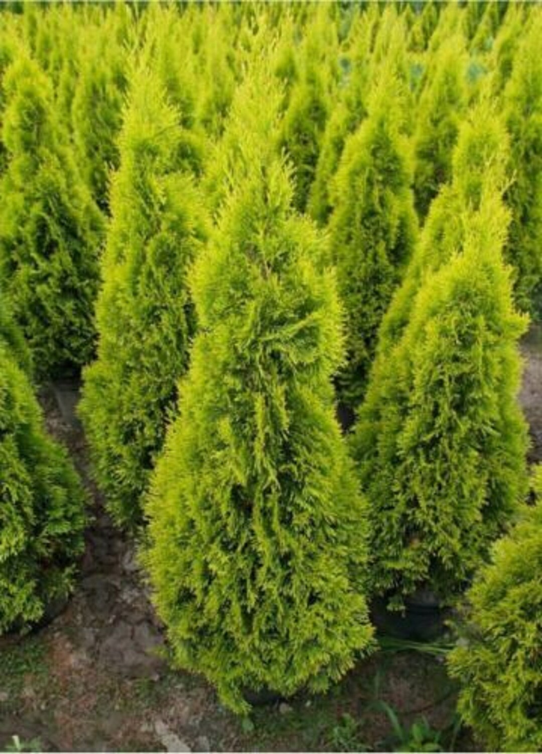 THUJA 'JANED GOLD' - Starter Plant - Approx 8 Inch - Etsy