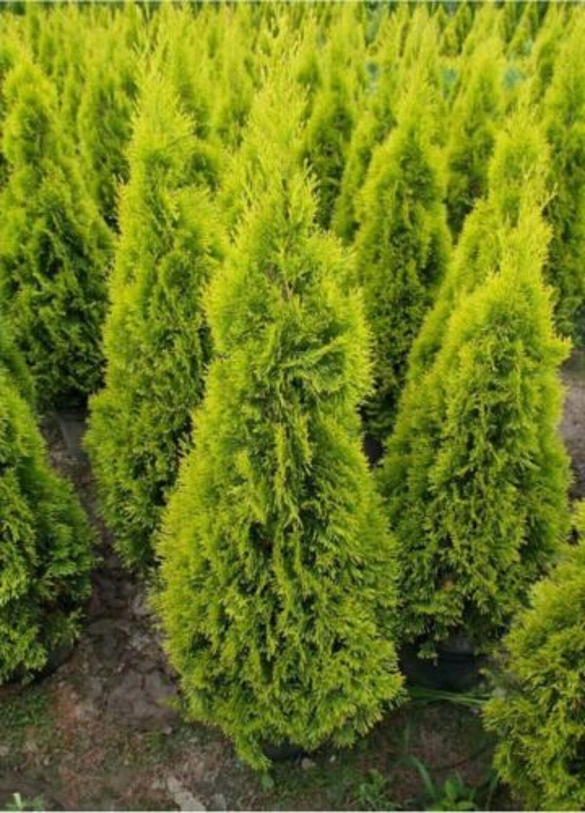 THUJA 'JANED GOLD' - Starter Plant - Approx 8 Inch - Etsy