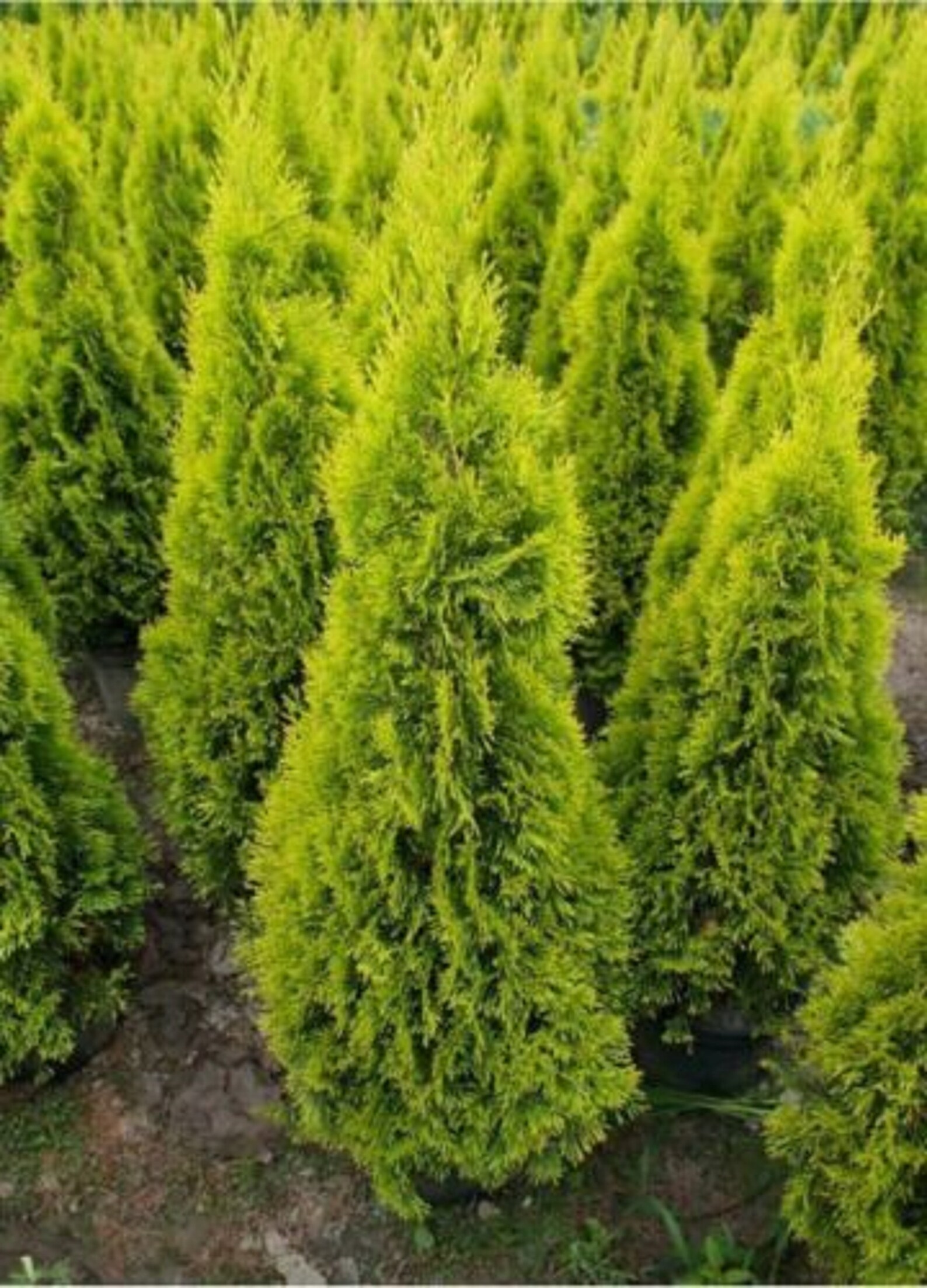 THUJA 'JANED GOLD' - Starter Plant - Approx 8 Inch - Etsy