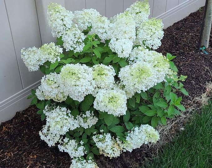 HYDRANGEA 'bobo'--dwarf Hydrangea - Plants - Set of 2 Plants - Approx 9 ...