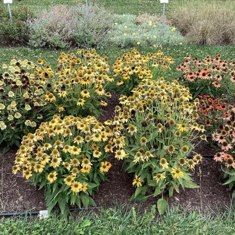 Echinacea 'ARTISAN YELLOW OMBRE' - Coneflower - Starter Plant - Etsy