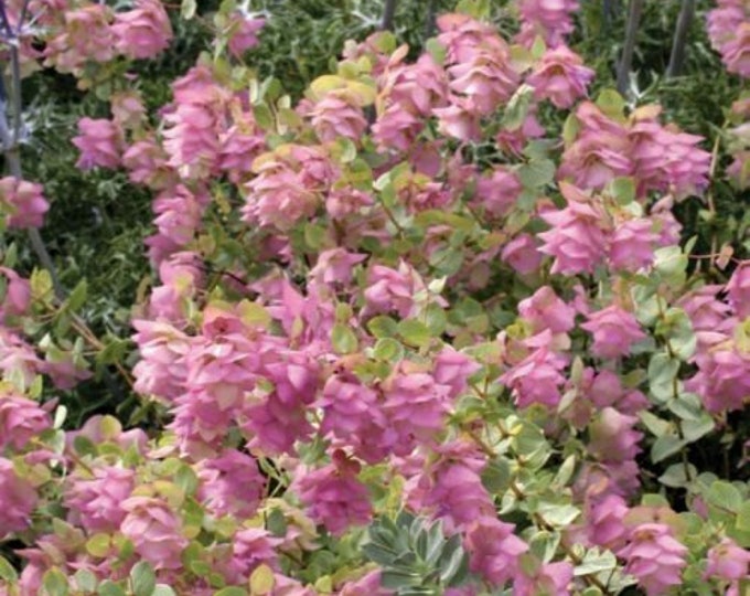 ORIGANUM 'KENT BEAUTY' - Ornamental Oregano - Starter Plant - Etsy