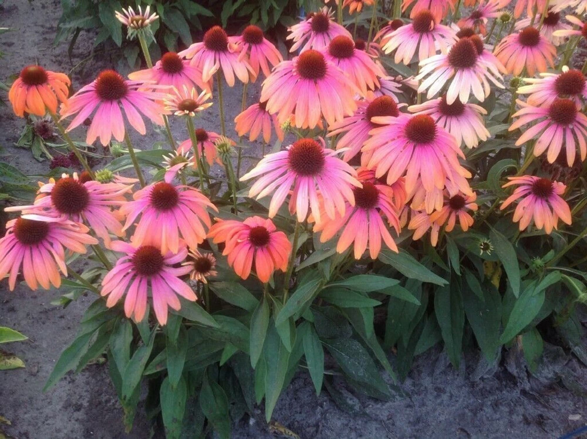 ECHINACEA 'RAINBOW MARCELLA'- Coneflower - Starter Plant - Read Description - Etsy