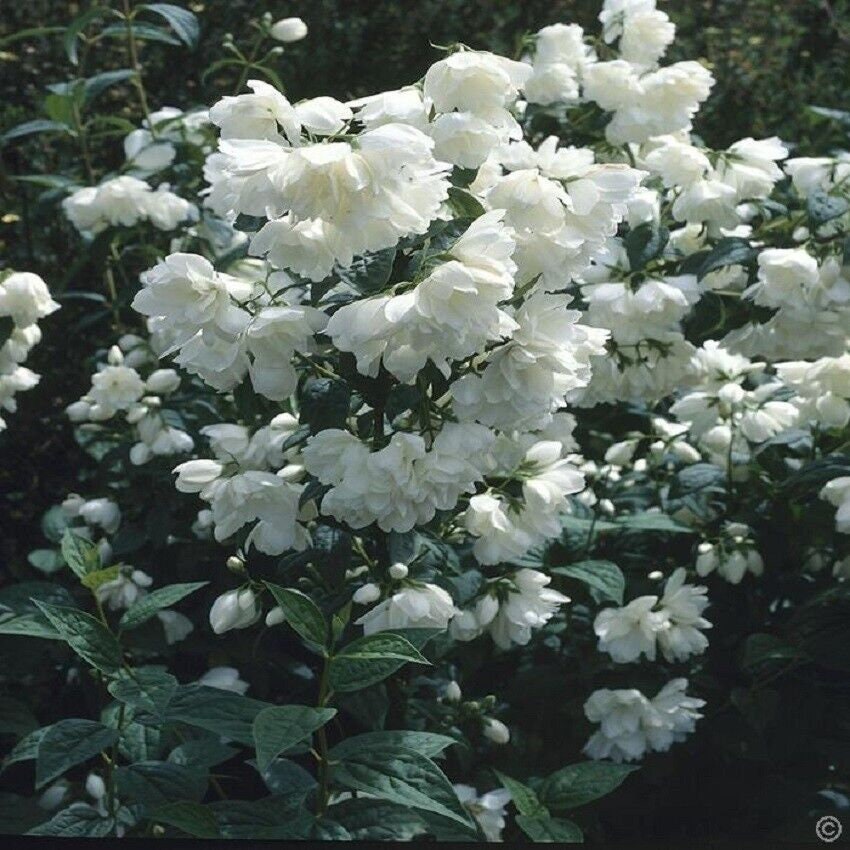 PHILADELPHUS 'SNOWBELLE' - Mock Orange - Starter Plant - Approx 5-7 ...