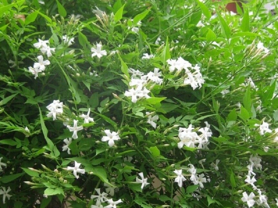 JASMINE OFFICINALE Poet's Jasmine Fragrant Starter - Etsy