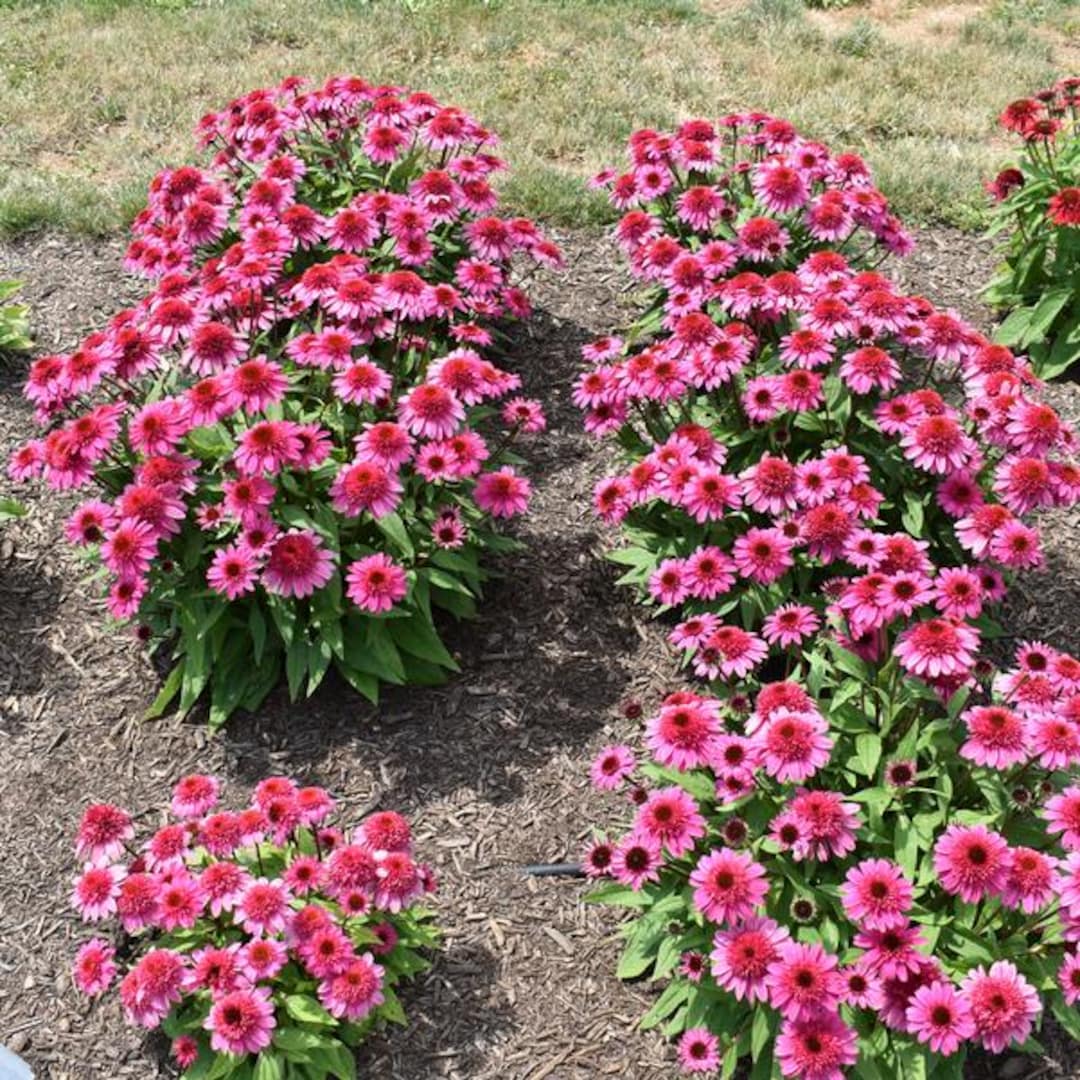 Echinacea 'DOUBLE SCOOP WATERMELON Deluxe' - Coneflower - Starter Plant ...