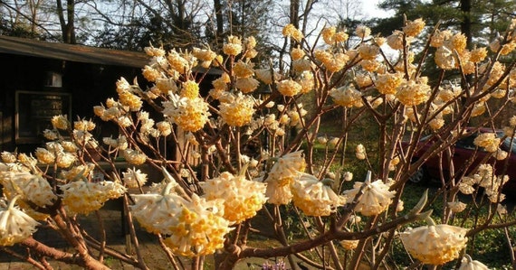 EDGEWORTHIA 'NANJING GOLD' Paperbush Fragrant - Etsy