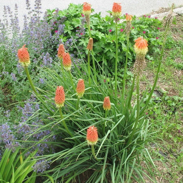 Red Hot Poker - Etsy