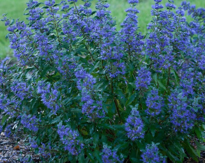 CARYOPTERIS 'BEYOND MIDNIGHT' -bluebeard' - Starter Plant - Approx 6-8 ...