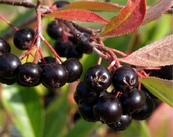 ARONIA MELANOCARPA 'VIKING' Edible Starter Plant Approx 8 Inch Dormant ...