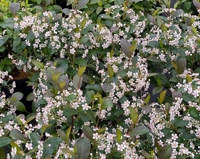Aronia 'low Scape Snowfire' - Starter Plant - Approx 7-9 Inch - Cutback ...