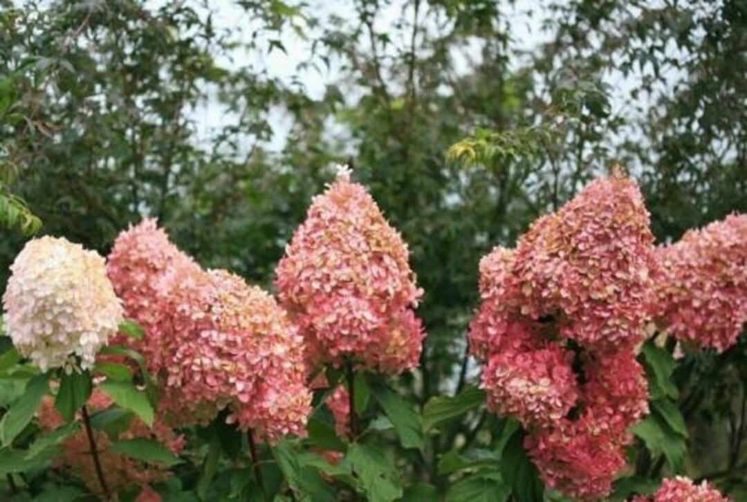 Hydrangea 'mega Pearl' - Starter Plant - Approx 4-6 Inch - Dormant - Etsy