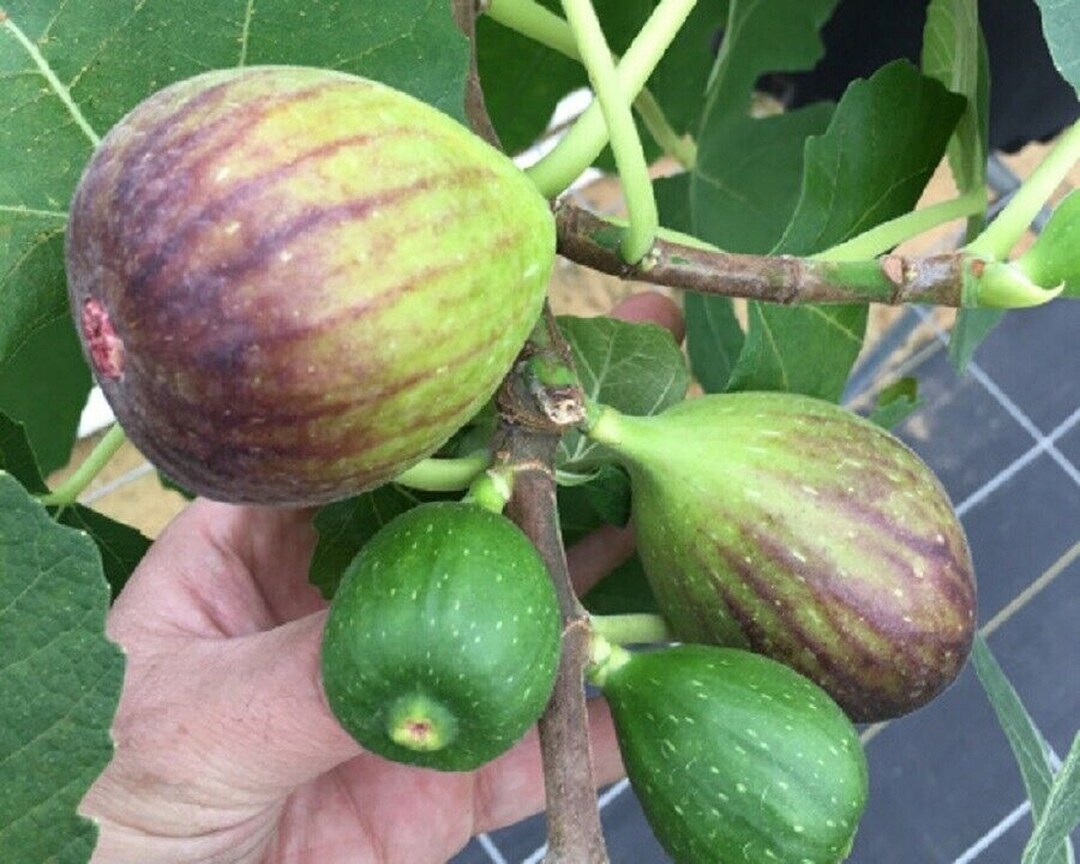 Ficus Carica 'GE Neri' FIG Starter Plant APPROX 8 Inch Dormant - Etsy