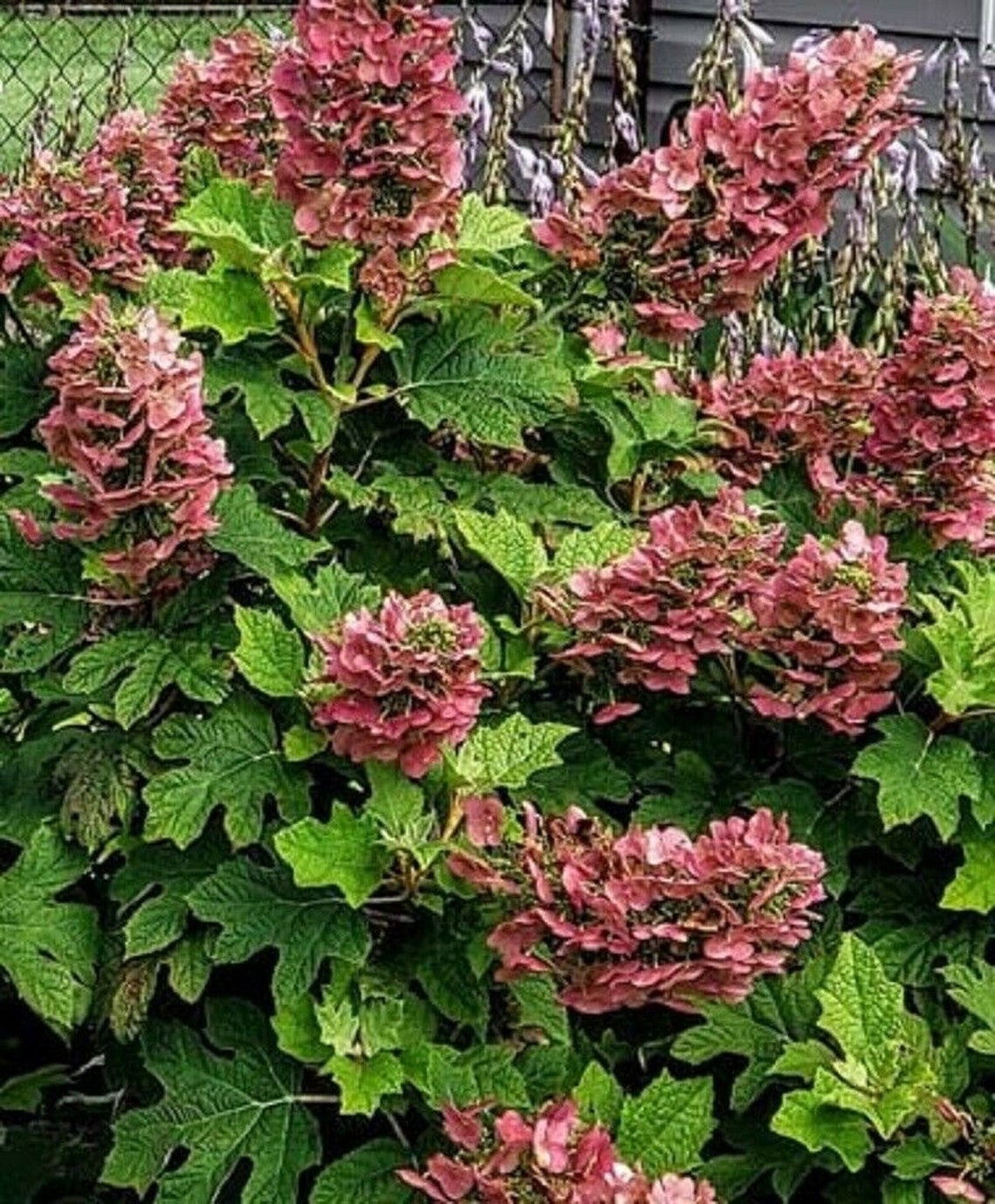 HYDRANGEA 'RUBY SLIPPERS'- Oakleaf Hydrangea - Plant - Approx 7-10 Inch ...