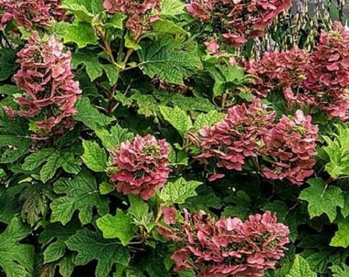 HYDRANGEA 'RUBY SLIPPERS'- Oakleaf Hydrangea - Plant - Approx 7-10 Inch ...