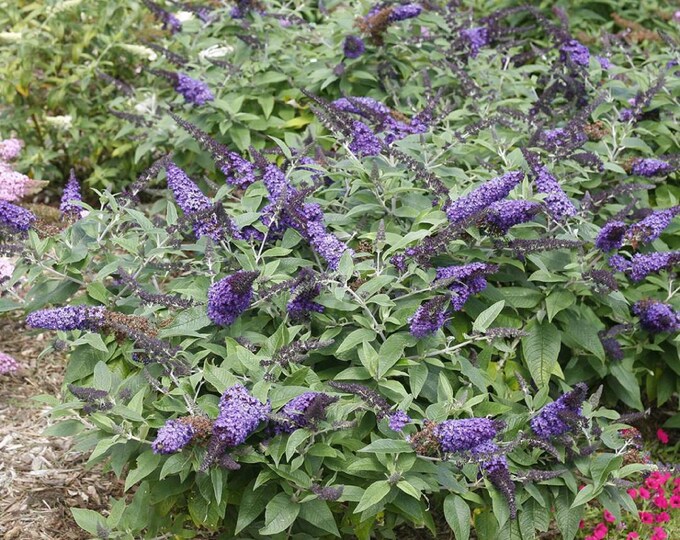 BUDDLEIA 'PUGSTER BLUE' Butterfly Bush - Starter Plant - Approx 5 Inch ...