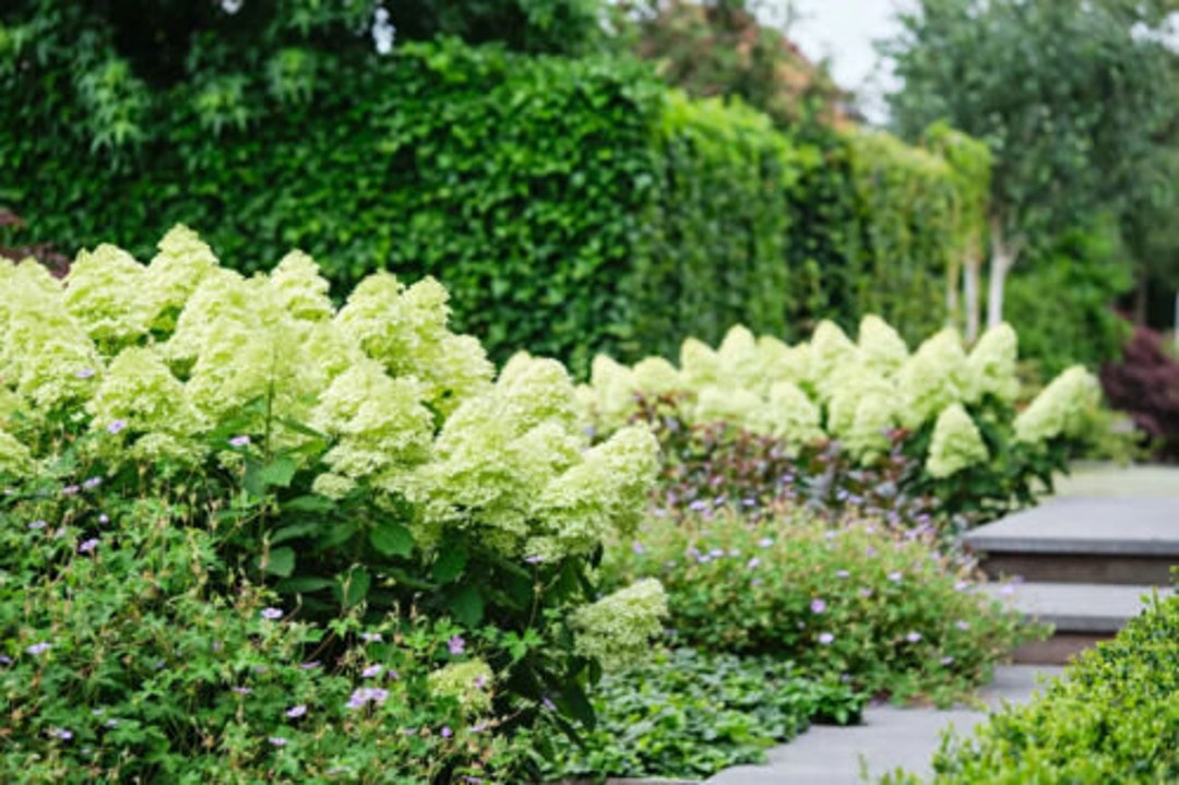 HYDRANGEA 'magical Lime Sparkle' - Approx 6-9 Inch - Starter Plant - Etsy