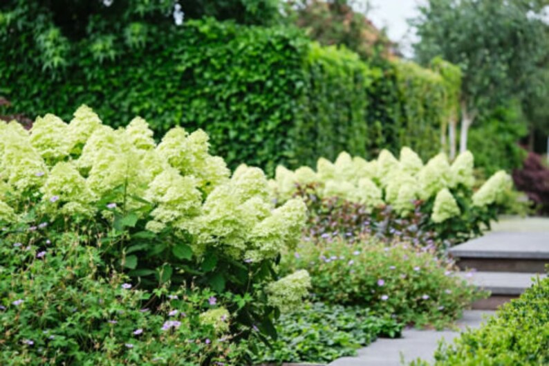HYDRANGEA 'magical Lime Sparkle' - Starter Plant - Approx 6-10 Inch ...