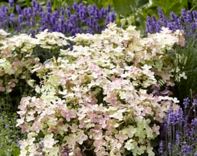 HYDRANGEA 'EARLY EVOLUTION' - Starter Plant - Approx 2-3 Inch - Dormant ...