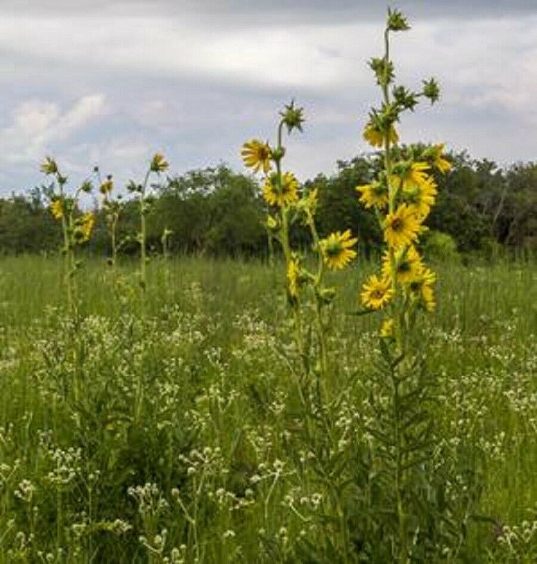 Silphium Laciniatum - Compass Plant - STARTER PLANT - Etsy
