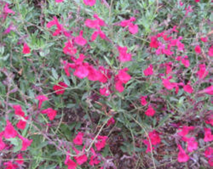 Salvia Greggii 'raspberry Royale' - STARTER PLANT - APPROX 6 Inch ...