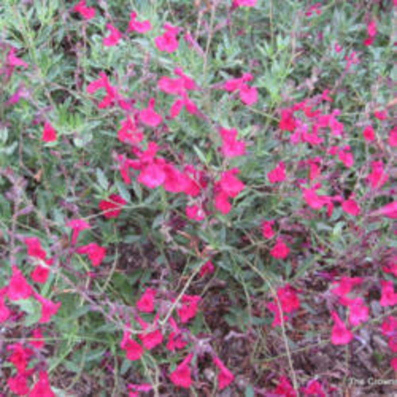 Salvia Greggii 'raspberry Royale' STARTER PLANT APPROX 6 Inch Cutback ...