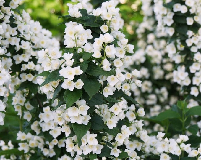 PHILADELPHUS 'ILLUMINATI TOWER'- Mock Orange - Approx 4 Inch - Dormant ...