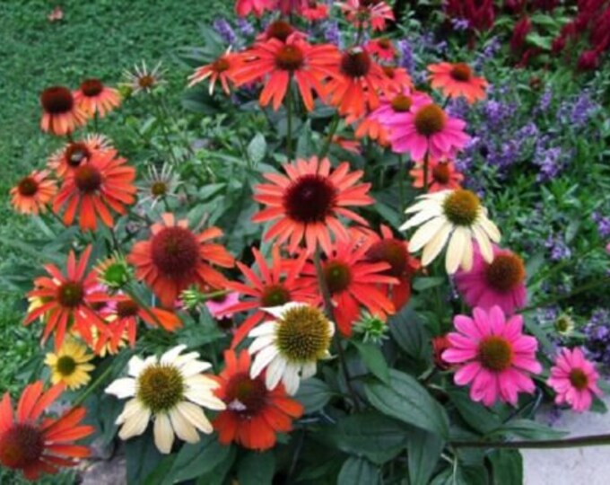 ECHINACEA 'CHEYENNE SPIRIT'- Coneflower - Starter Plant - Etsy
