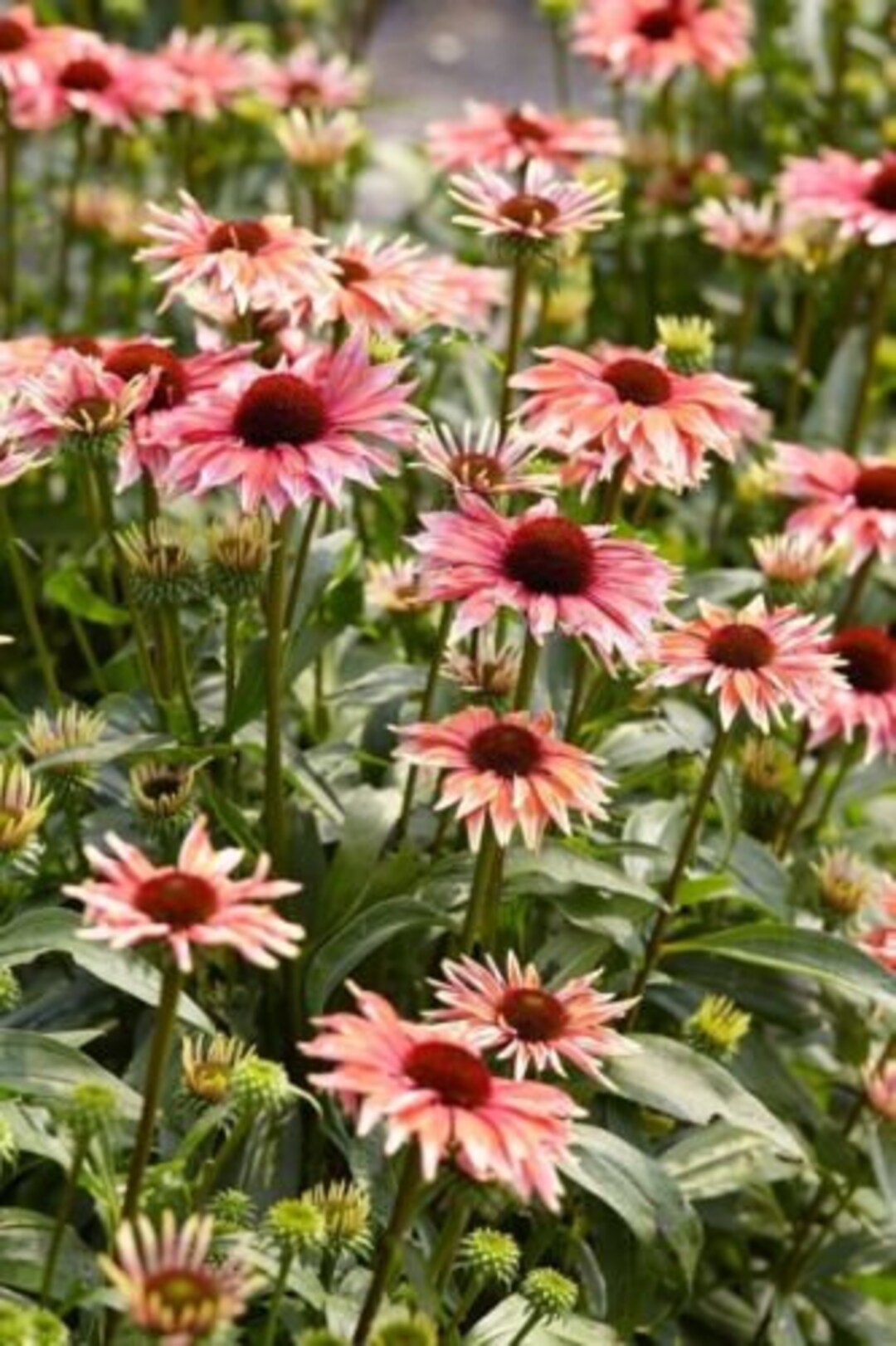 Echinacea 'PLAYFUL MEADOW MAMA' Coneflower Starter Plant - Etsy