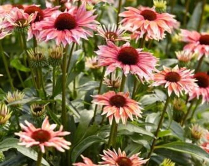 Echinacea 'PLAYFUL MEADOW MAMA' - Coneflower - Starter Plant - Etsy
